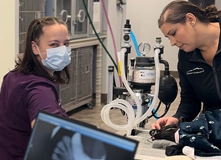 Careers - Summit Veterinary Care