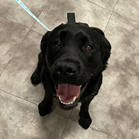 Veterinarian Bristow VA | Animal Hospital Bristow VA