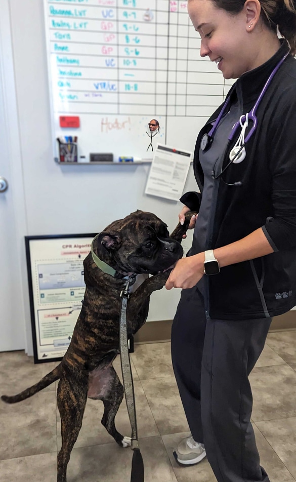 Vet Bristow VA | Veterinary Services Bristow VA