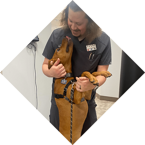 Team - Summit Veterinary Care