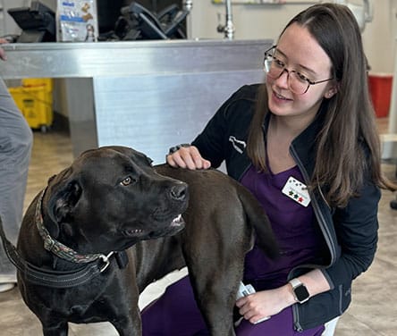 About - Summit Veterinary Care