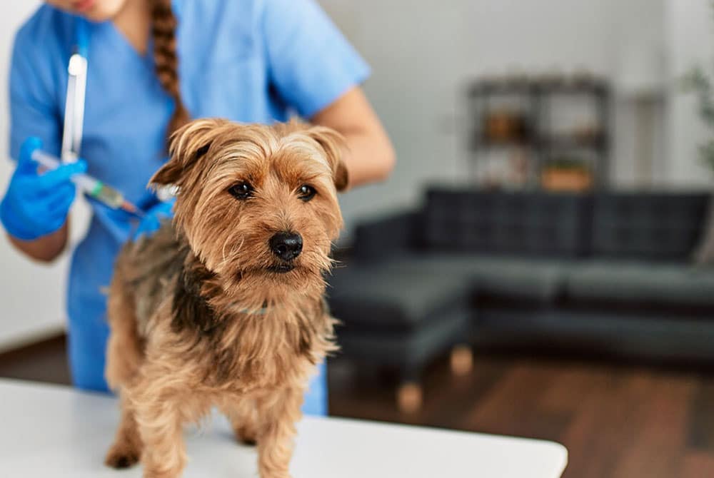 Why We Recommend ProHeart® 12: A Full Year of Protection, One Simple ...