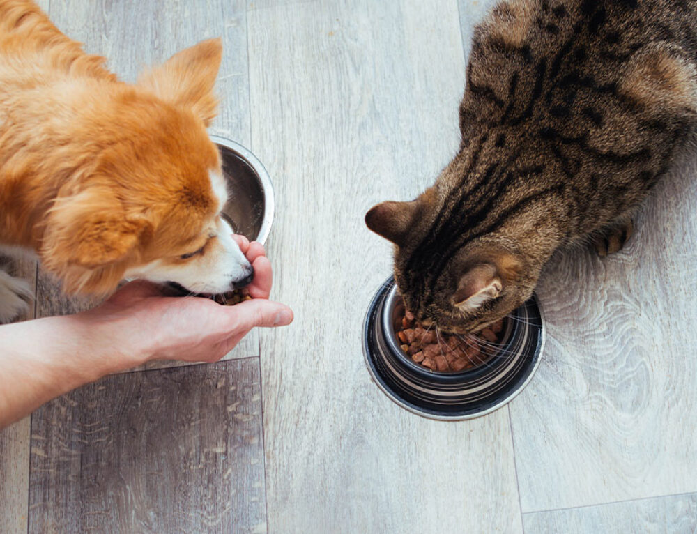 The Feline Triple Test: Protecting Your Cat from Heartworm, FIV, and ...